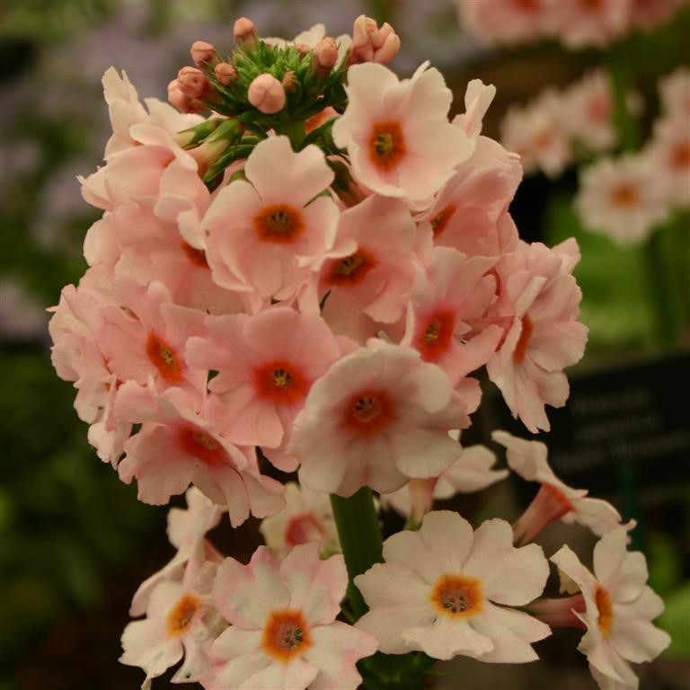 Primula japonica 'Alba'